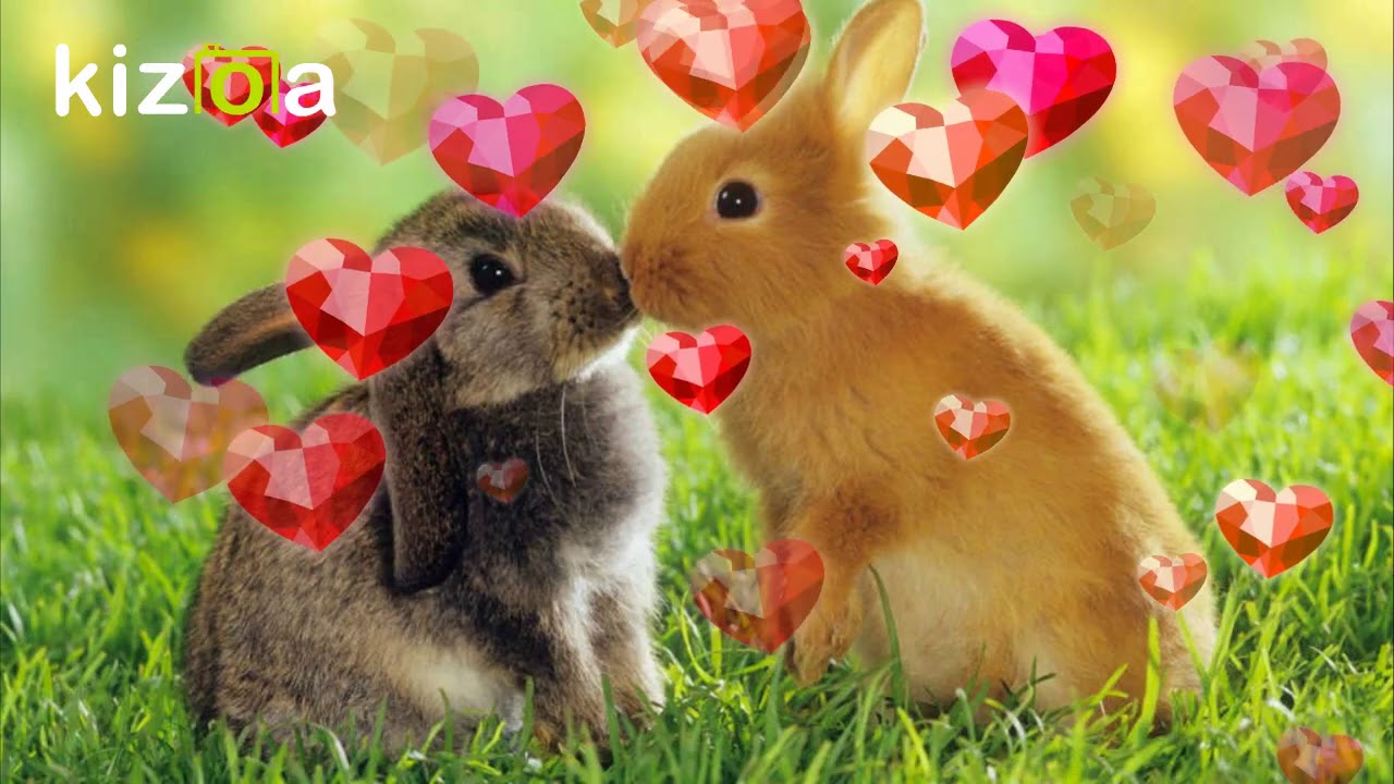 Animales Variados - YouTube