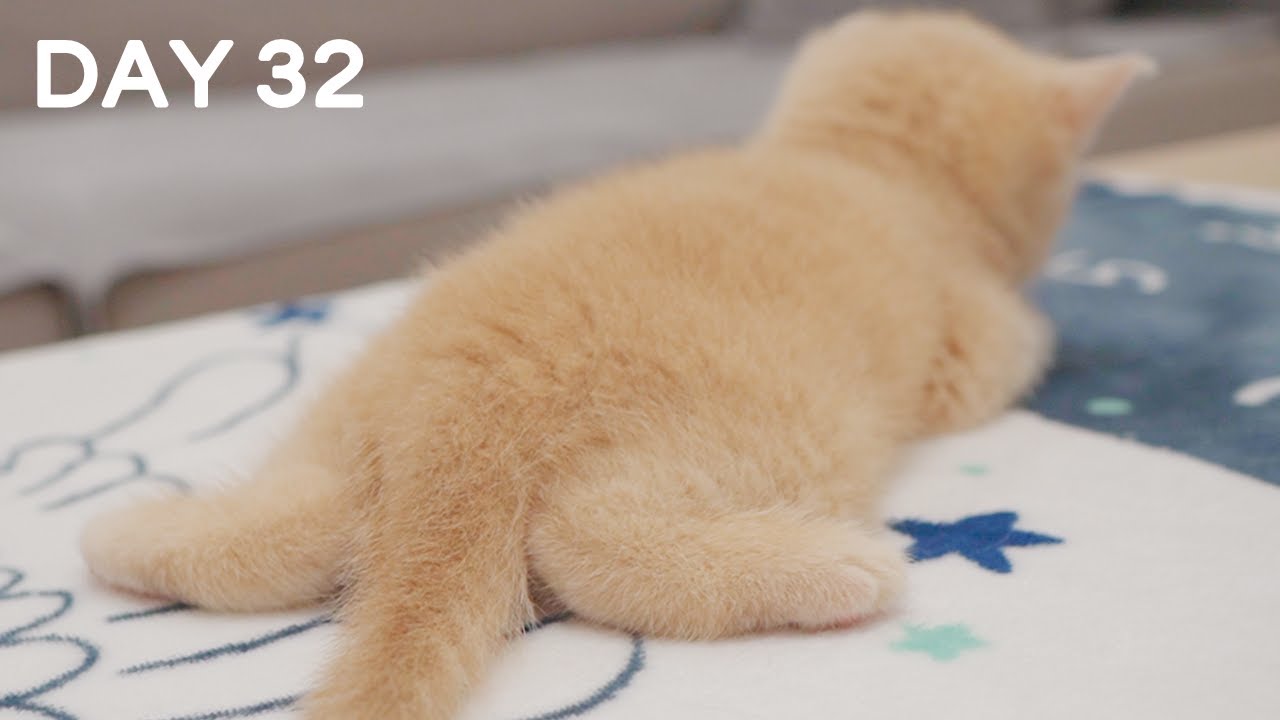 Playful Funny Baby Kittens - Day 32 @ Baby Kittens Day 1 to Day 100 ...