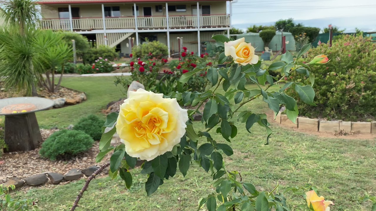 Sunny Sky. Rose series 2021 - YouTube