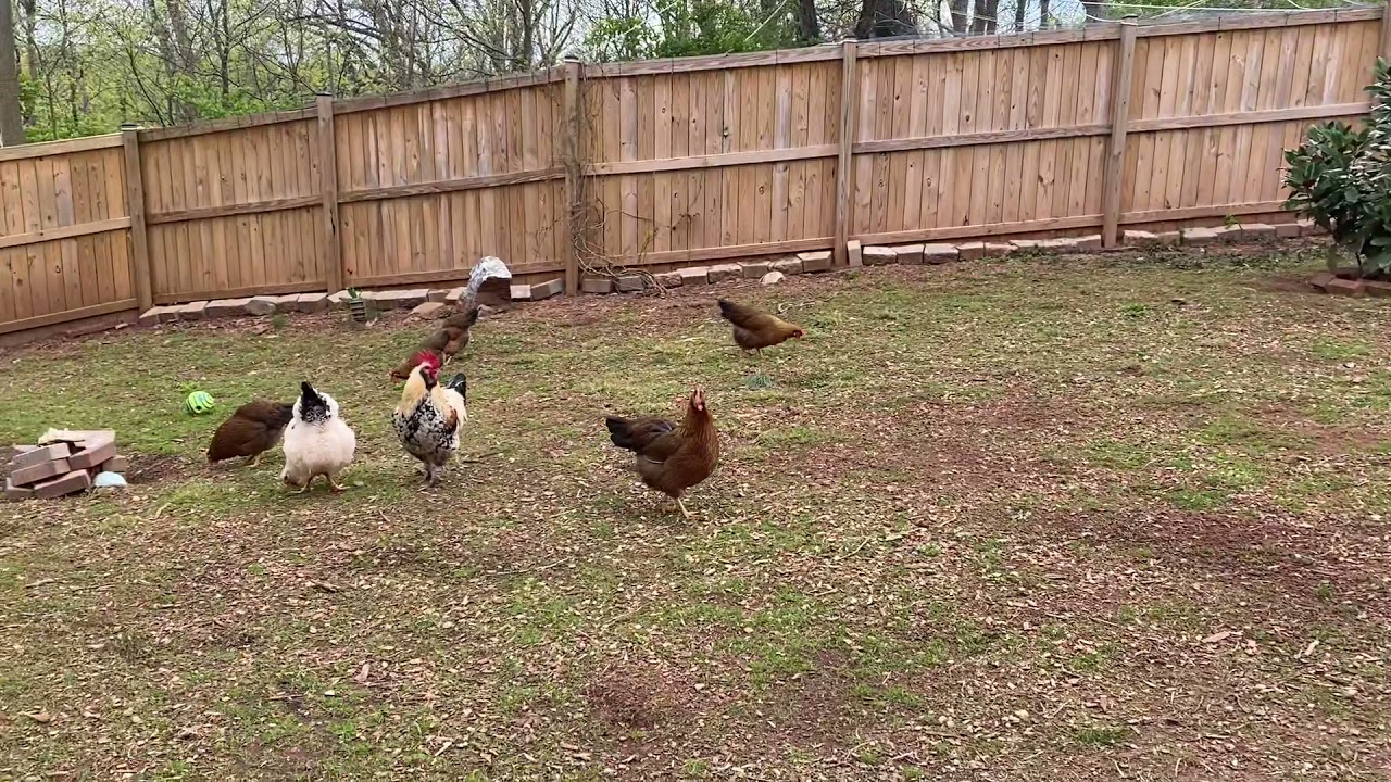 Rooster Protecting Flock - YouTube