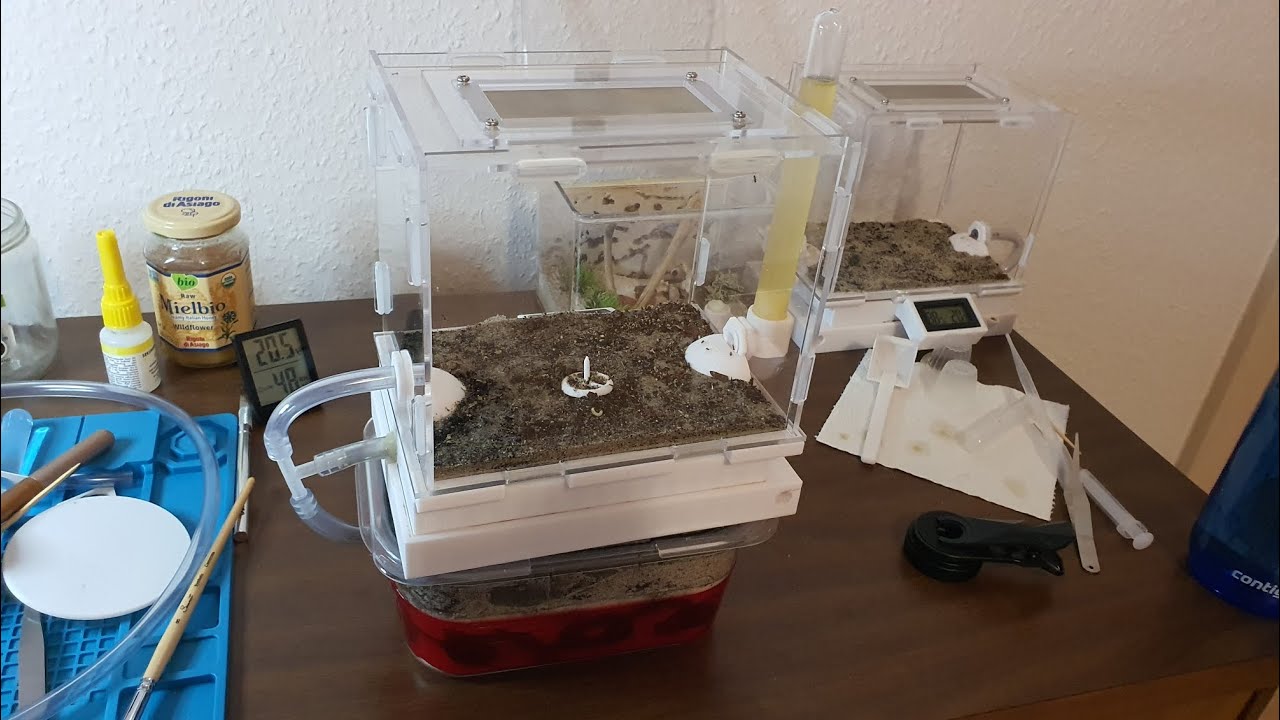 Lasius Niger Colony 1 - 1 Year - YouTube