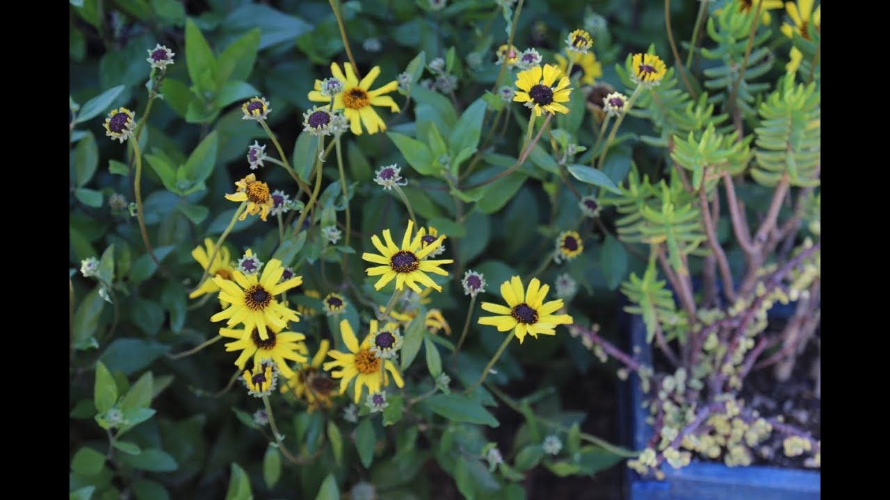 Spring, Finally! A Virtual Tour of What's In Bloom -- SoCalNPG -- Ep.18 ...