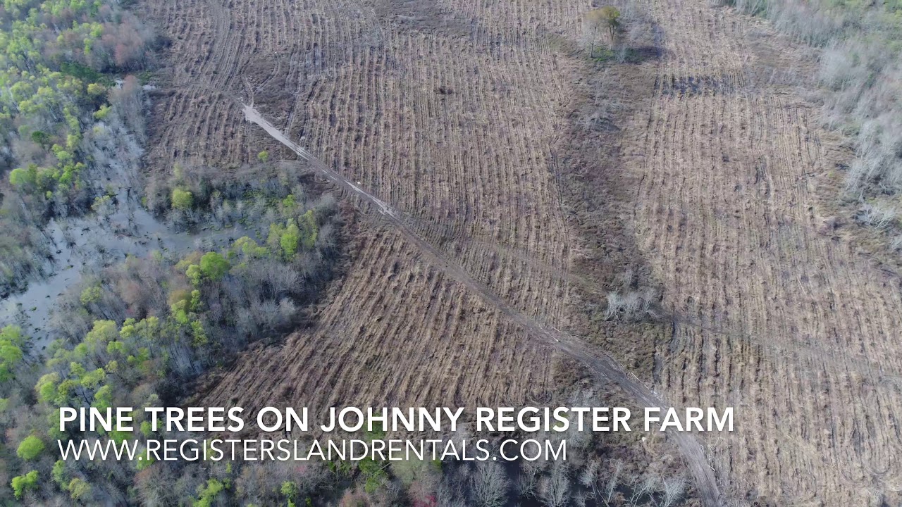 Pine Trees At The Johnny Register Farm - YouTube