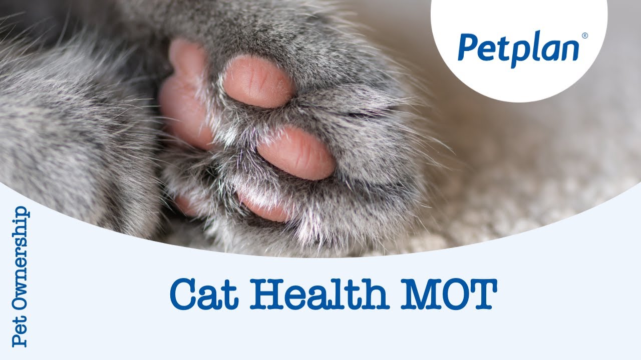 How to give your cat a health MOT - Petplan - YouTube