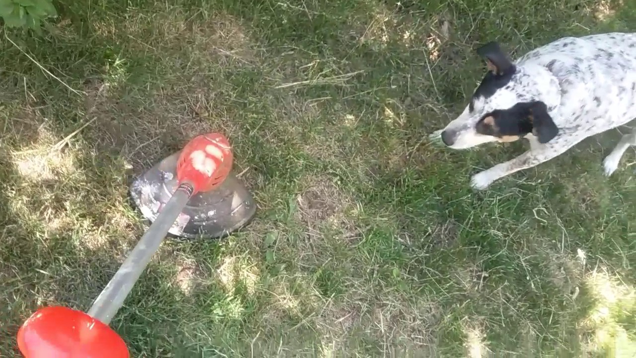 Dog attacks weed wacker - YouTube