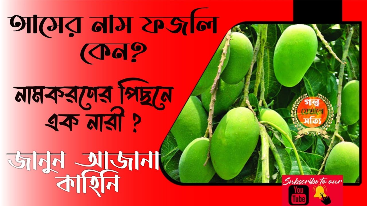 মালদার বিখ্যাত ফজলী আম | Malda Famous Fazli Aam | Malda Famous Mango ...