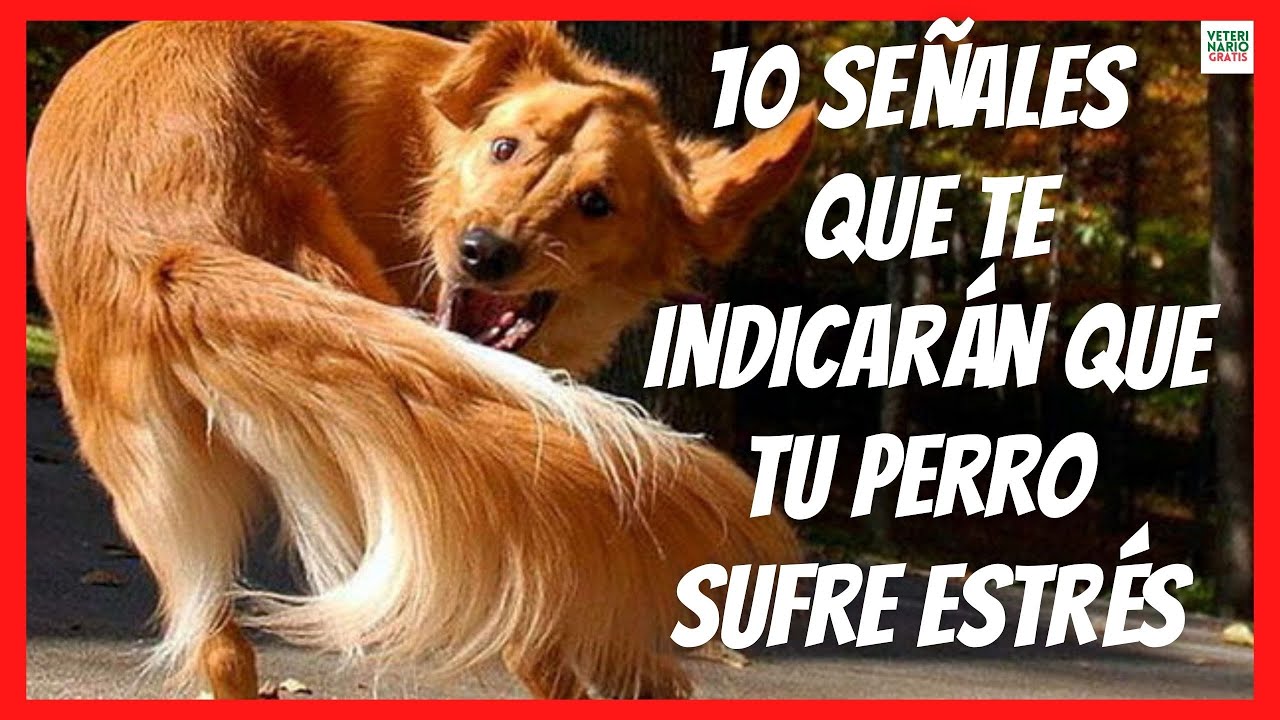 Porque Mi Perro Tiene Un Nudo En La Garganta
