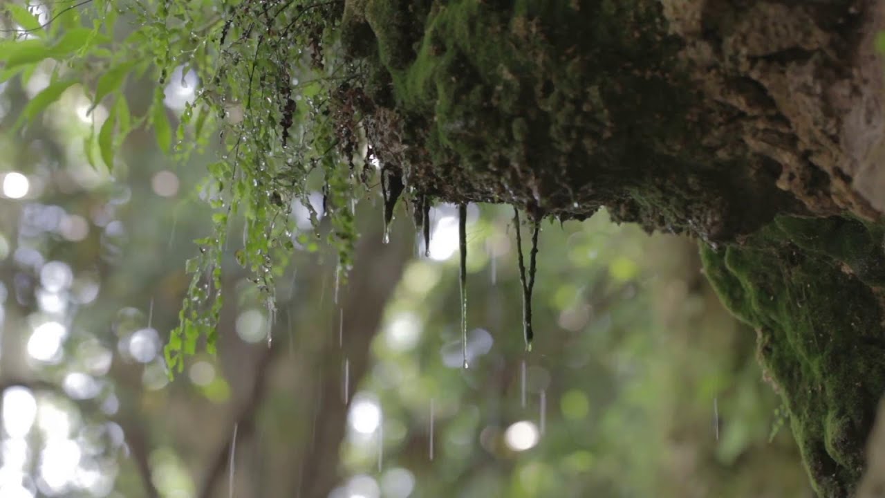 10 Hours Relaxing Forest Water Dripping Sounds to Block noise - YouTube