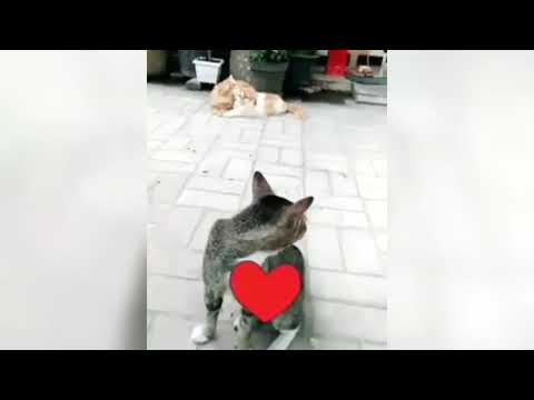 KETAHUAN SELINGKUH......