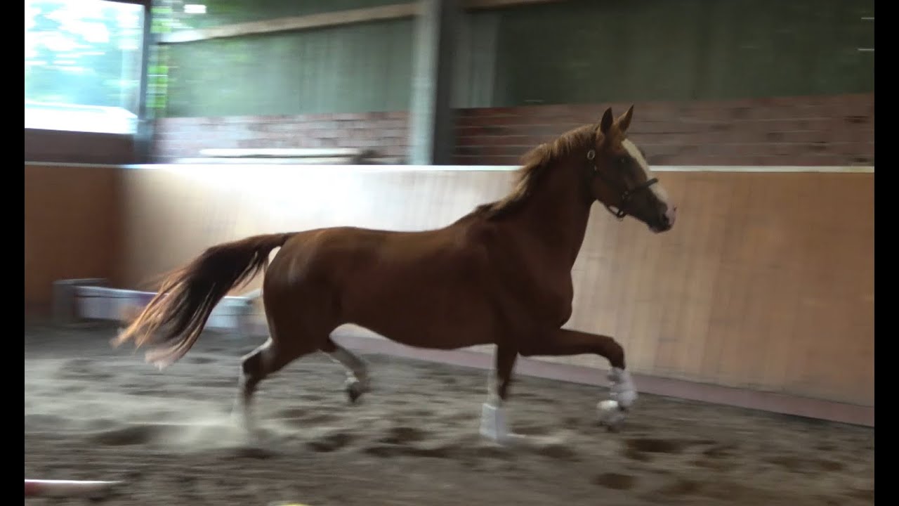 *2015 Stute von Diamond Hit SOLD!!! - YouTube