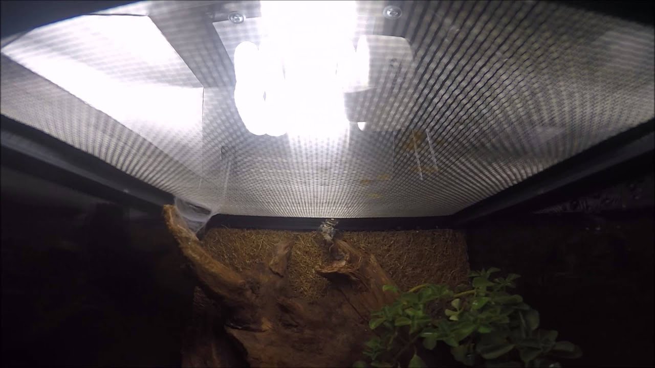 Regal jumping spider setup - YouTube