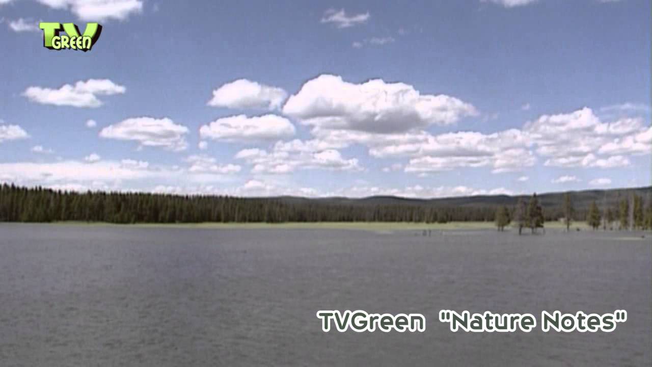 Yellowstone National Park - Fishing Bridge & Yellowstone lake - YouTube