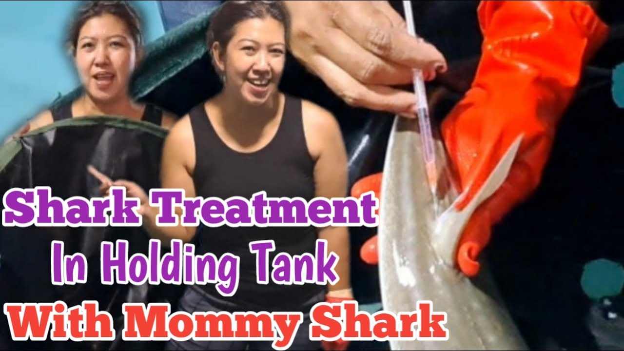 Shark Treatment In Holding Tank, With Mommy Shark - YouTube