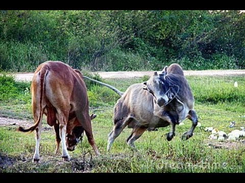 COW fight cow vs bull fight - YouTube