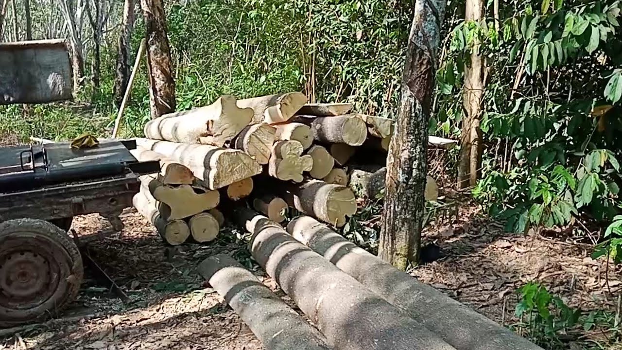 Penggergajian kayu pulai satu tumpuk full 4 meteran - YouTube