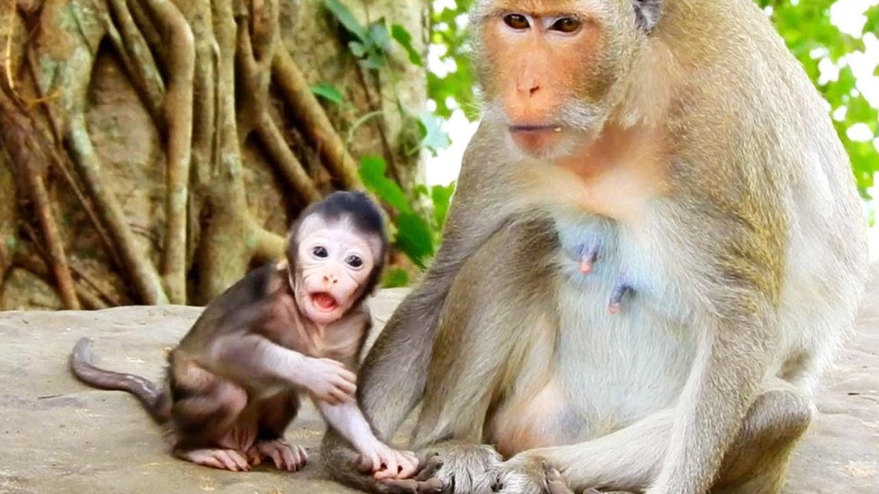 Old monkey, she really loves newborn monkeys very much, she always ...
