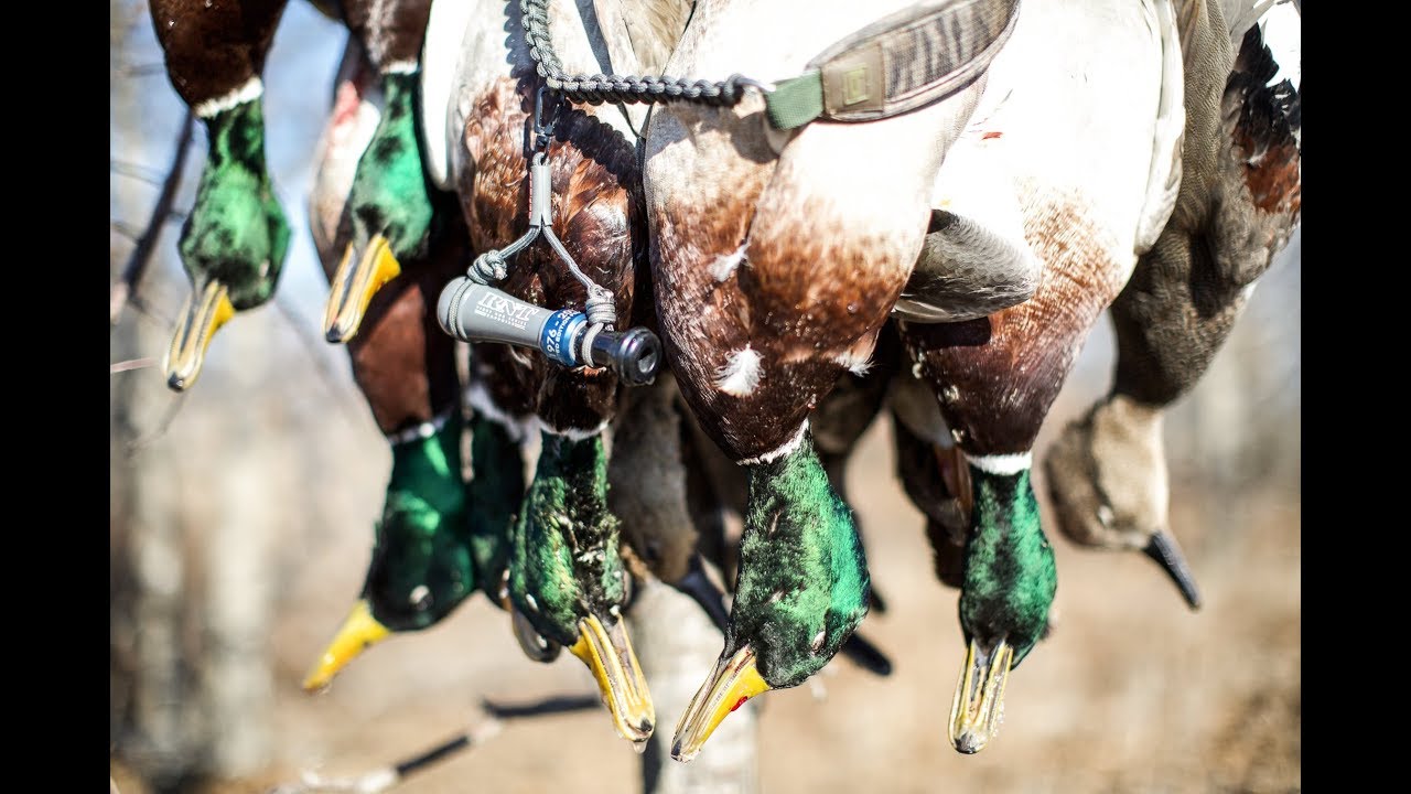 Mallards Funneling in Timber Hole Before First Light! "K ZoneTV" - YouTube