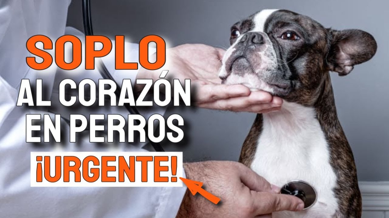 Los Perros Con Soplos En El Corazon Pueden Salir A Pasear