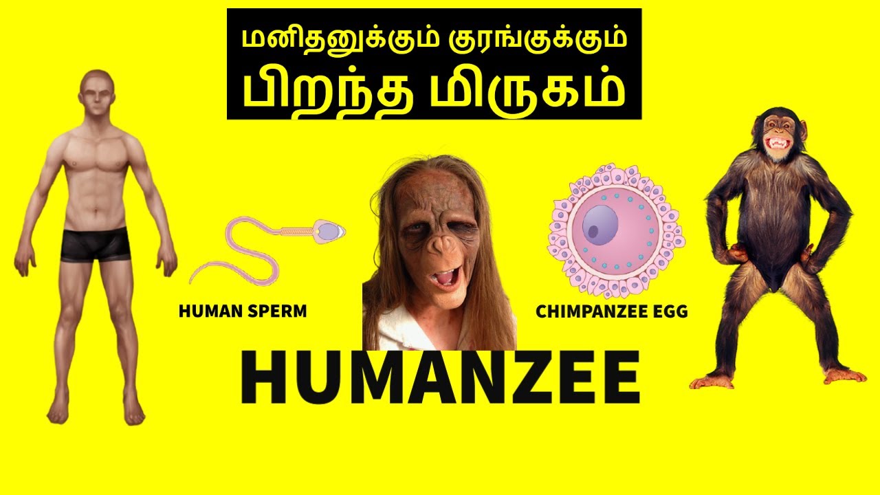 Human + Chimpanze= Humanzee - ape human hybrid - Tamil - Dr Science ...