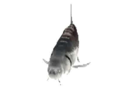 pescado dando vueltas - YouTube