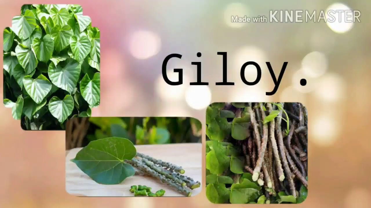 Giloy.. || What is giloy || Benefits of giloy || kya hai giloy.. - YouTube
