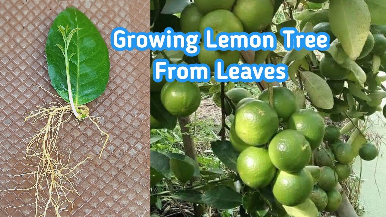 Growing Lemon Tree From Leaves 🍃 | New Methods - YouTube