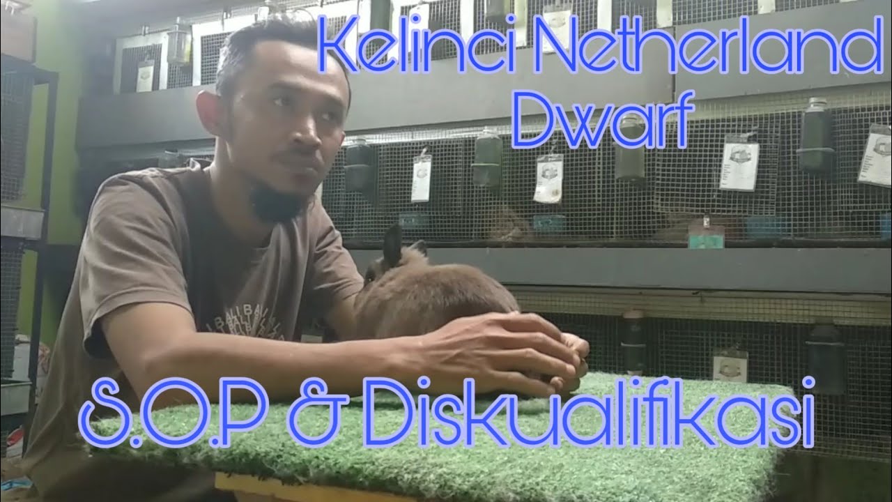 All About Kelinci Netherland Dwarf - YouTube