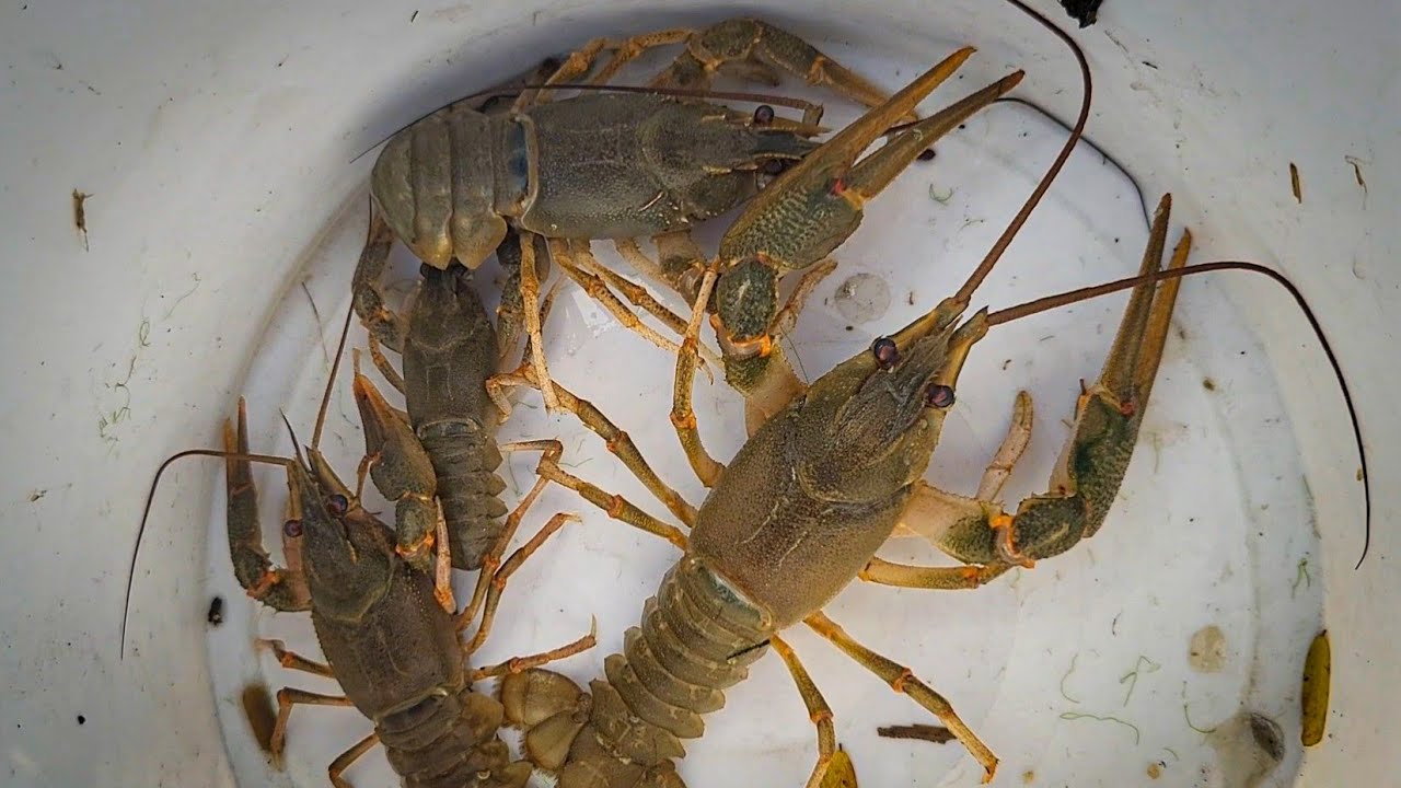 PRINDEREA RACILOR DE RAU. AVENTURA MEA PREFERATA DE PESCUIT - YouTube