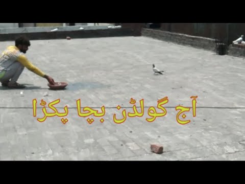 dost ki Shat se Golden baccha pakda /chadi mare/ don pigeon - YouTube