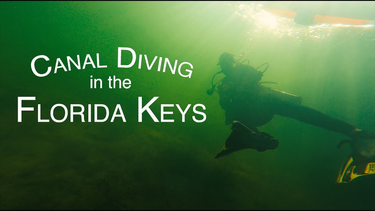 Canal Diving in the Florida Keys (Caught a Lobster) - YouTube