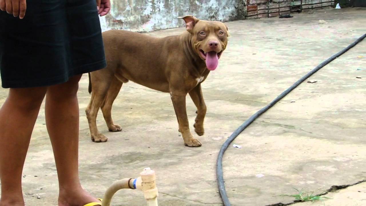 CBD TEDY BLESSED DOG.MP4 - YouTube