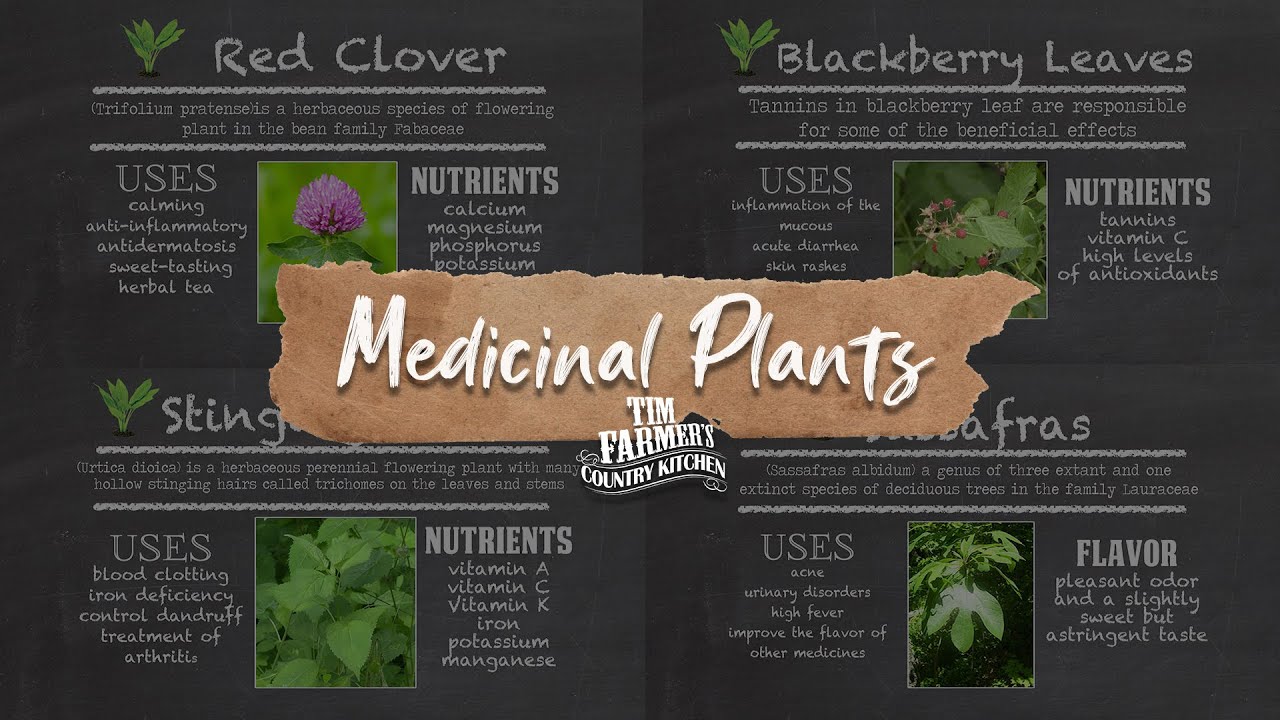 NATIVE MEDICINAL PLANTS | Red Clover, Stinging Nettle, Blackberry ...