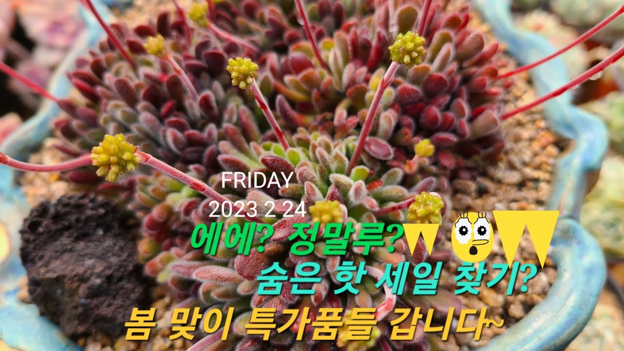 2023년 2월24일 세일 할인~국민다육 방문구매3개5000원선녀와나무꽃화분다육신상안내다육금화분택배다육택배