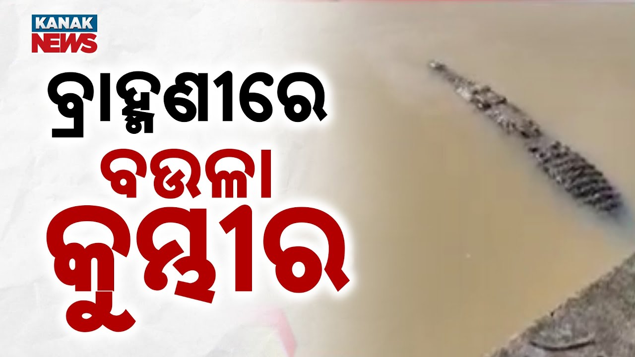 Massive Crocodile Spotted In Floodwaters Of Brahmani River | Panic In ...
