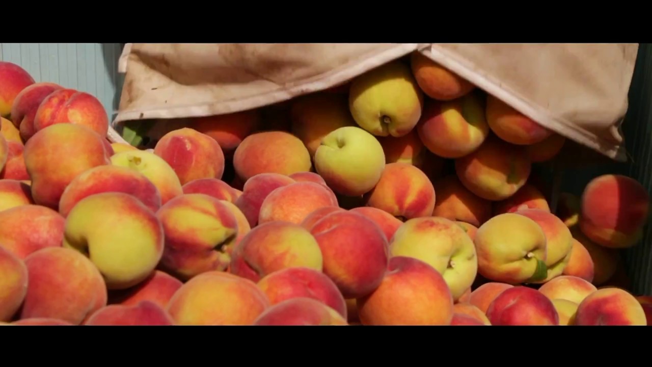 Passionate about Stonefruit - Freshmax Australia - YouTube