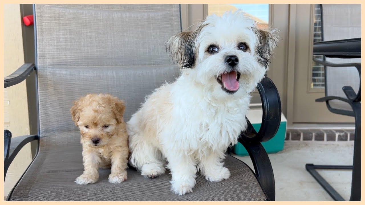 My dogs have different dreams | Mocha is the loudest puppy in our house ...