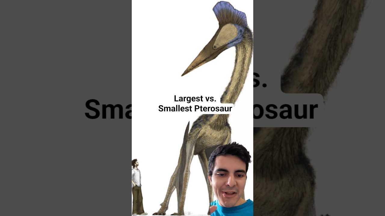Hatzegopteryx Size Comparison 3492