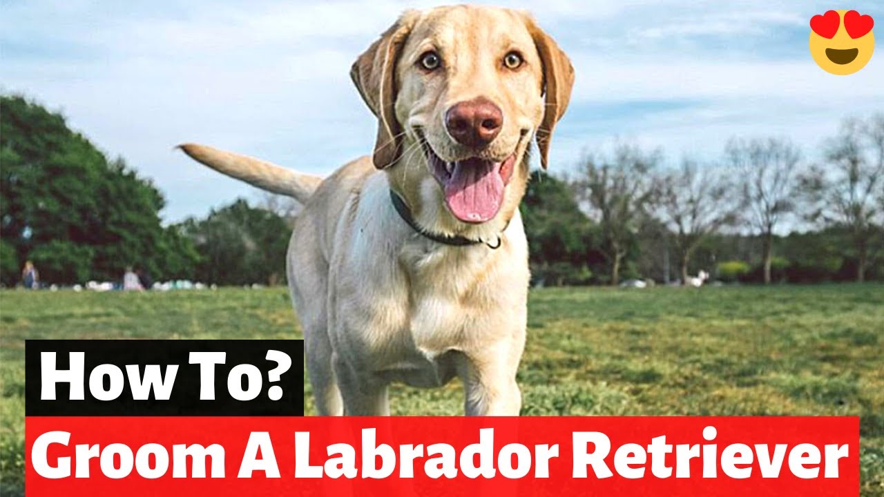 Labrador Retriever Coat – Facts, Care, Grooming, & Shedding | How to ...