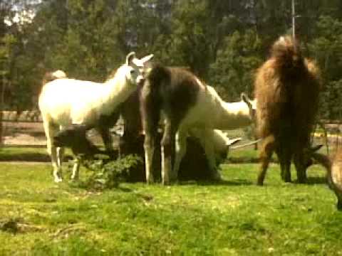 Llamas apareándose en el Parque Metropolitano Quito - YouTube