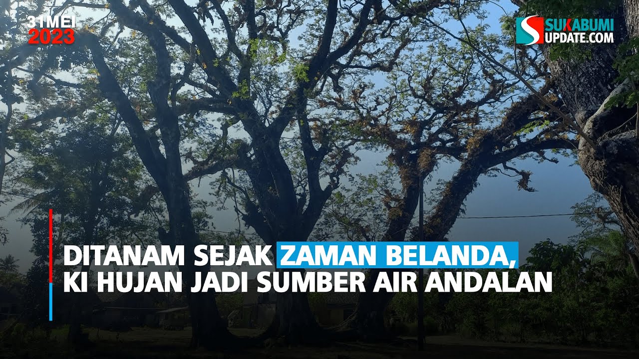 Ditanam Sejak Zaman Belanda, Ki Hujan Jadi Sumber Air Andalan - YouTube