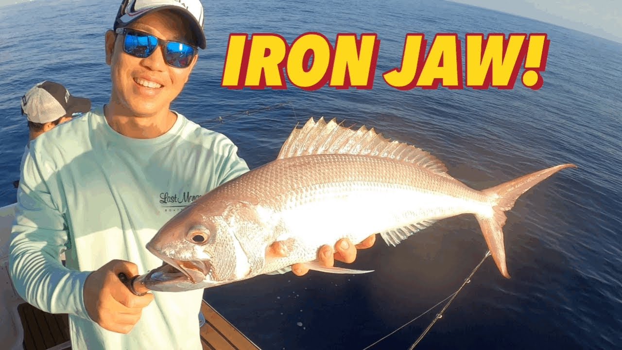 Rusty Job fish(iron jaw) Fantastic looking fish! - YouTube