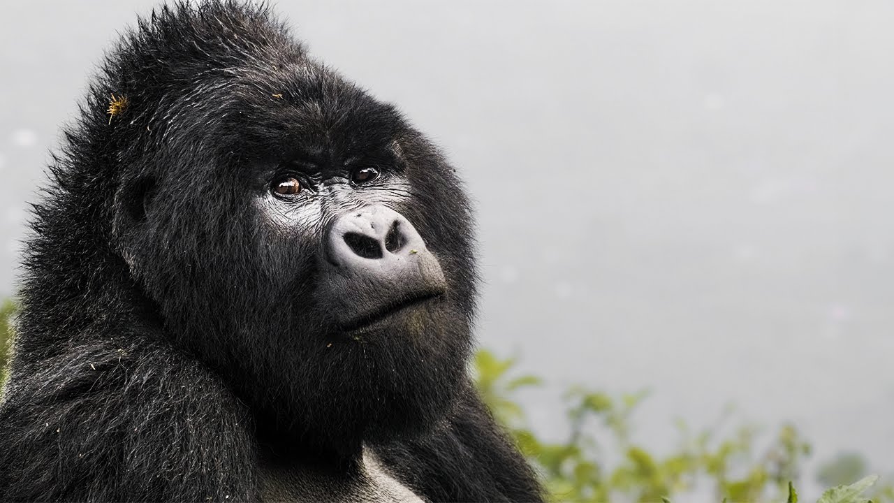 Volunteer at The Great Gorilla Project | The Great Projects - YouTube