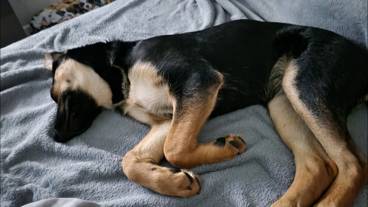 A sleeping pup is a happy pup. - YouTube