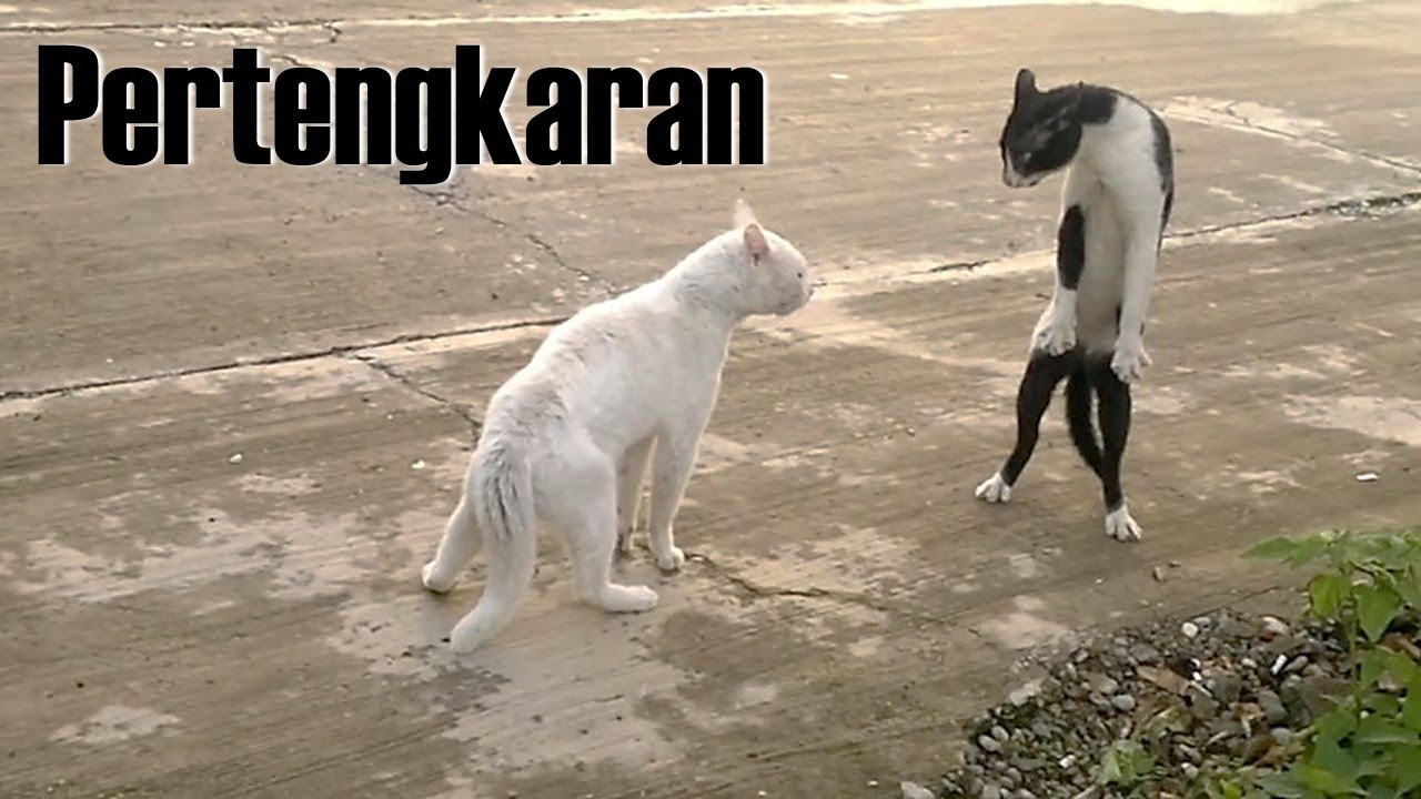 Pertengkaran - YouTube