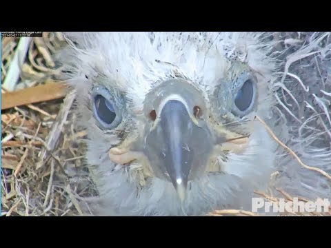 SWFL Eagles~ Sweet E18 💖 LOVE LOVE LOVE 💕 Adorable Closeups Of E's ...
