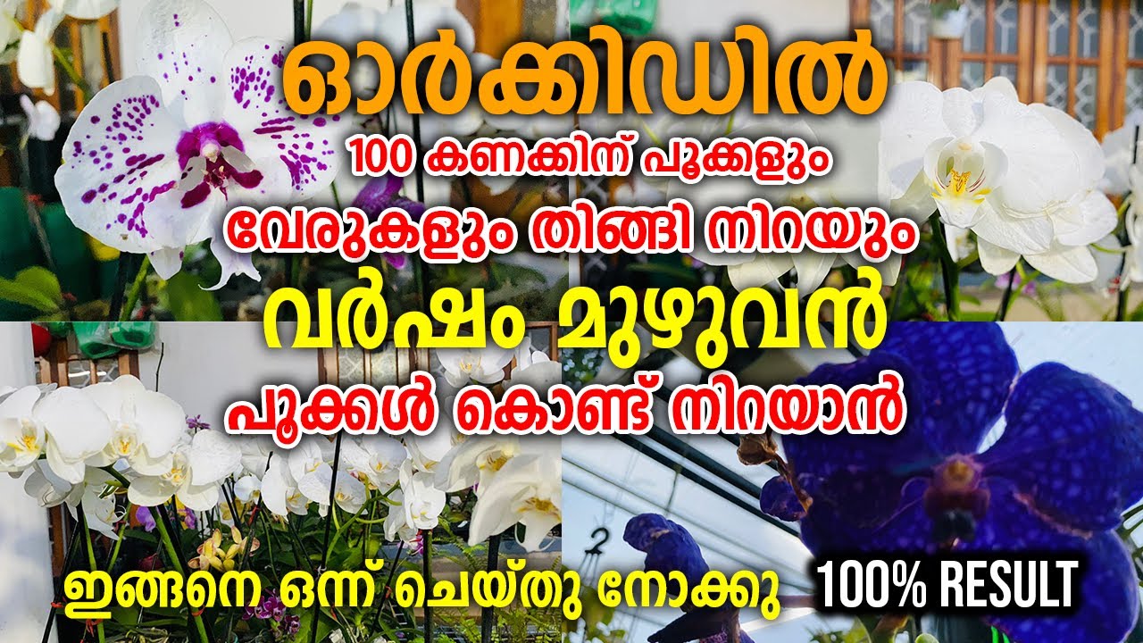 ഓർക്കിഡ് കരുത്തോടെ വളരാനും പൂക്കൾ കൊണ്ട് നിറയാനും |How to promote orkid ...