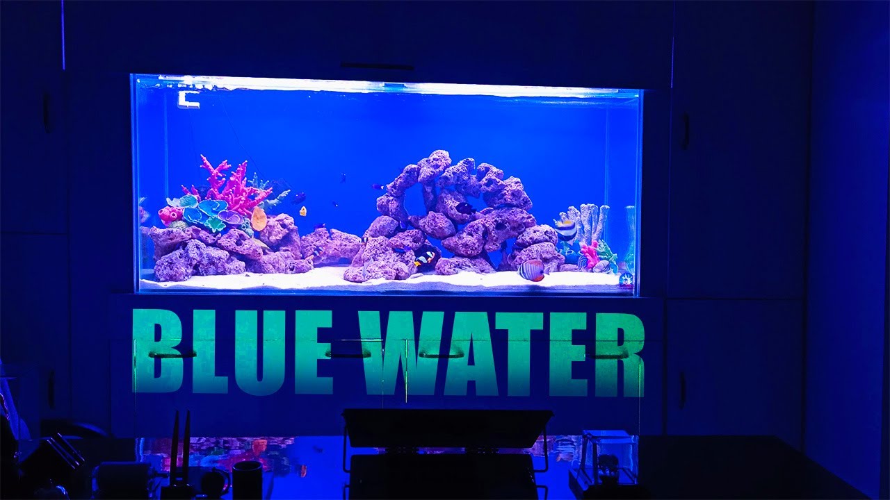 BEAUTIFUL MARINE TANK WEEKLY SERVICE | SEASCAPES - YouTube