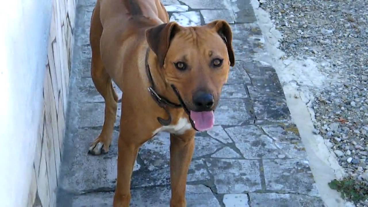 Rhodesian Ridgeback-Leao da Rodesia-Jack (2). - YouTube