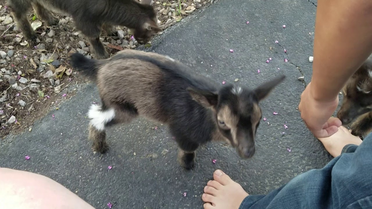 3 week old baby Nigerian Dwarf Goats - YouTube