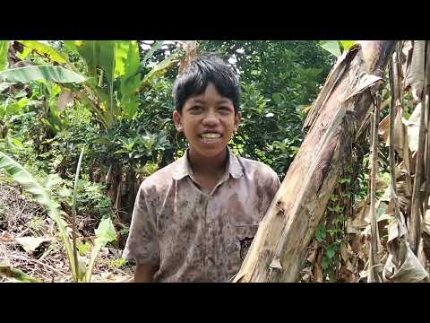 Panen pisang murlin/byar dikebun 